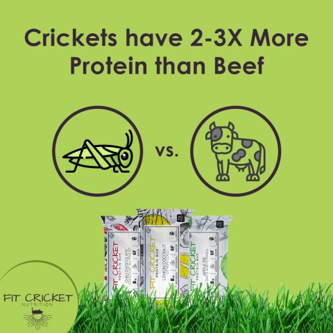 Cricket Protein: A Sustainable, Nutrient-Packed Alternative for a ...