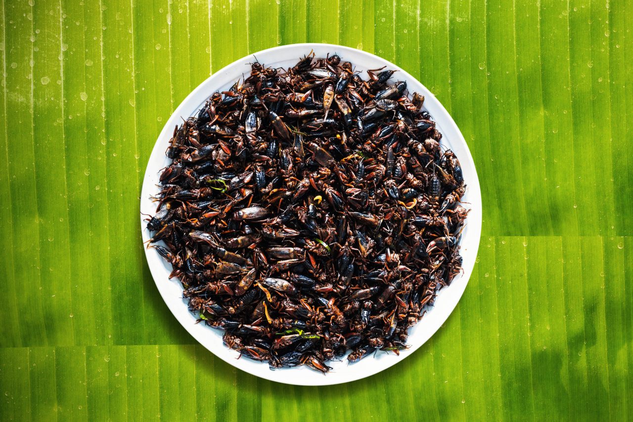 Cricket Protein: A Sustainable, Nutrient-Packed Alternative for a ...